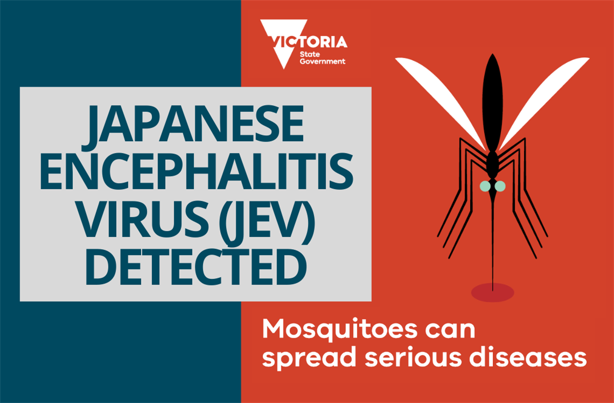 Japanese Encephalitis Virus (JEV) Detected - Yarriambiack Shire Council